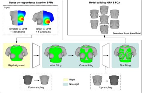 Learning The Shape Of Female Breasts An Open Access 3d Statistical