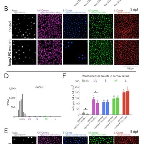Primer Sequences For Genotyping Download Scientific Diagram
