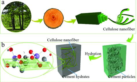 Schematic Illustration Of The Hierarchical Structure Of A Tree And The Download Scientific