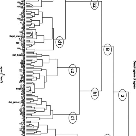 Cluster Analysis Of 228 Almond Genotypes Based On Their Morphological