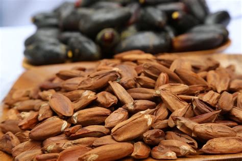 Top 3 Southeast Asia Countries Leading In Agricultural Technology Terra Drone Agri