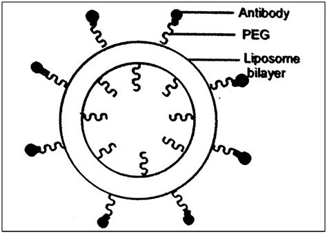 Mmunoliposome Antibodies Attached To The Distal Ends Of Polyoxyethylene Download Scientific
