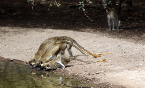 A Senegal Safari Wildlife Culture And Conservation Oceanic Society
