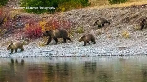 Famous Wyoming Grizzly Bear 399 Emerges Into Spotlight Again With One Cub