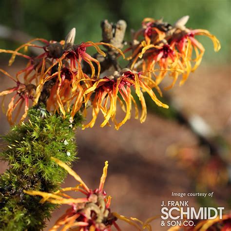 Hamamelis X Int Jelena 7gal Witch Hazel Cornell Farm