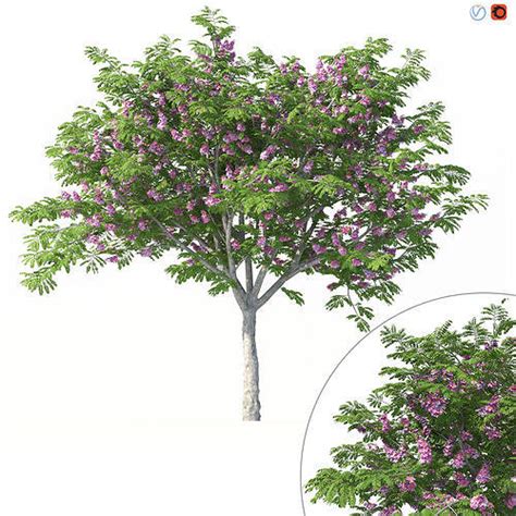 Cassia Javanica Tree No 1 With Pink Flowers 3d Model Cgtrader