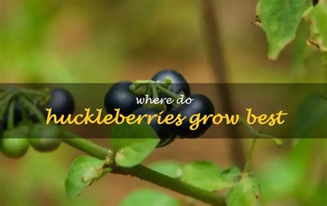 Where Do Huckleberries Grow Best Shuncy