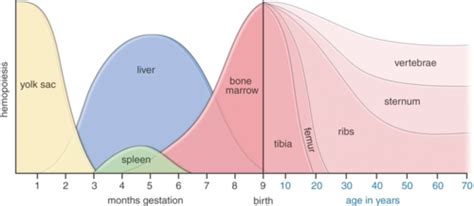 Biol 320 Ppt 3 Exam 1 Flashcards Quizlet
