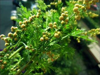 What Are The Uses And Health Benefits Of Sweet Annie Artemisia Annua