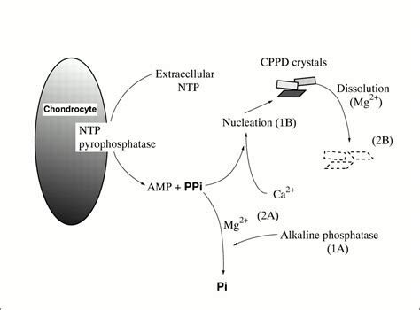 Calcium Pyrophosphate Crystal Deposition Is Not Always ‘wear And Tear