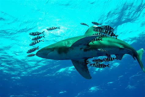 Zaronite U Dubine Crvenog Mora Oči U Oči Sa Ajkulama