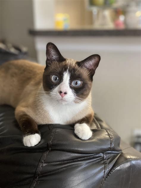 Meet Salami Our Little Snowshoe Rescue Rsnowshoecats