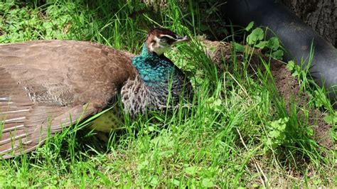 Blue Peacock Rooster Struts Around Stock Video Video Of Melanin