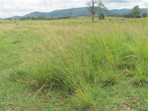 Parramatta Grass A New Control Method Land For Wildlife