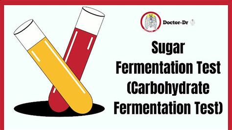 Sugar Fermentation Test Carbohydrate Fermentation Test Fermentation