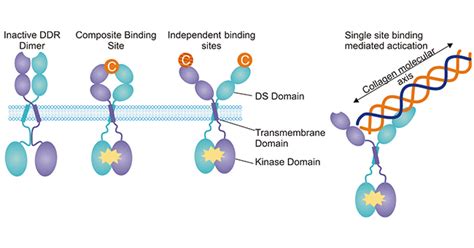 Ddr1 Tumor Therapy Tme