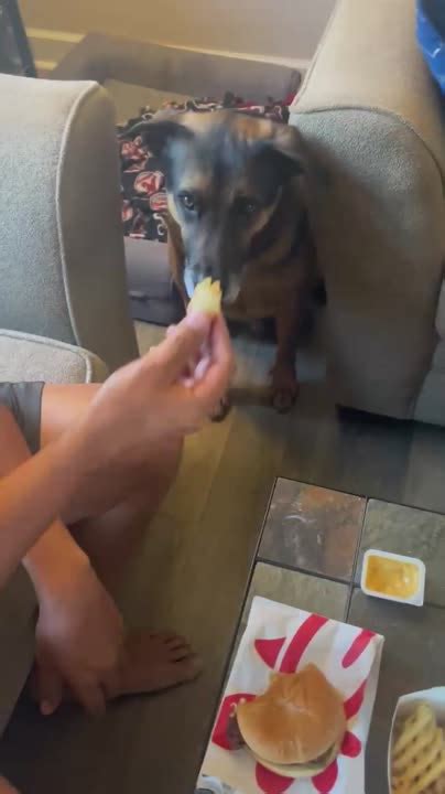 Kc Bertling On Linkedin Riser Is My Son Sam Jrs Dog Riser Wont Eat