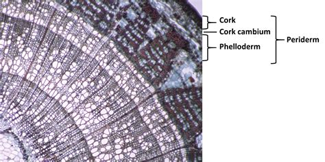 Meristematic Tissue Under Microscope