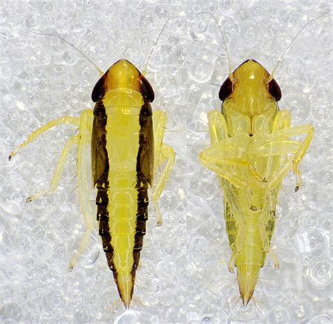 Mocydia Crocea Naturespot