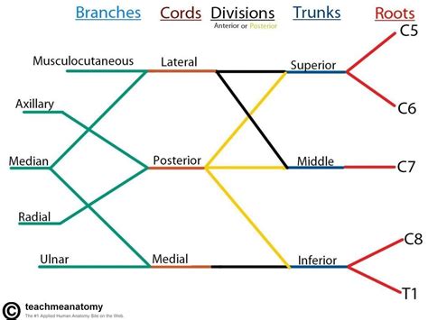 How To Draw The Brachial Plexus Drawing Word Searches