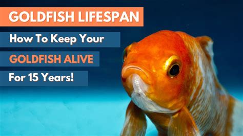 Life Cycle Of A Goldfish