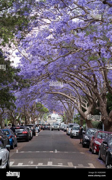 Jacaranda Trees Lining Mcdougall Street In Kirribilli Where Tourists Flock To Take Photos Of