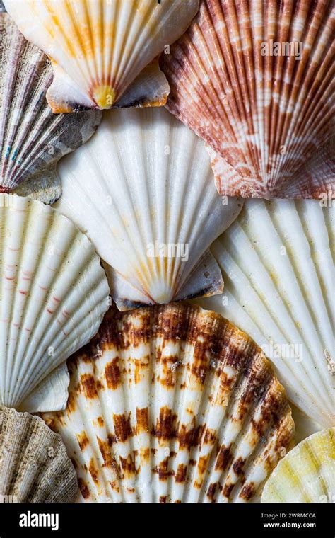 A Close Up Shot Displaying A Variety Of Colorful Seashells With Intricate Patterns Textures A Close Up Shot Displaying A Variety Of Colorful Seashells With Intricate Patterns Textures