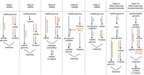 Viral Vectors 101 What Is A Virus And A Viral Vector