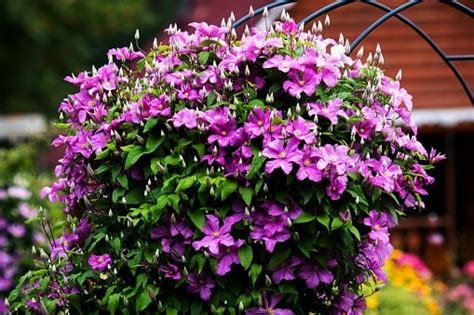 How To Grow Clematis In Zone 8b ~ Garden Down South