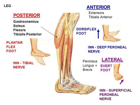 Posterior Vs Anterior Foot
