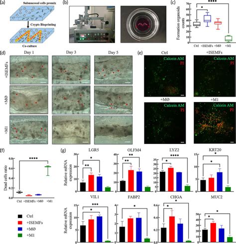 Extracellular Matrix Bioink Boosts Stemness And Facilitates