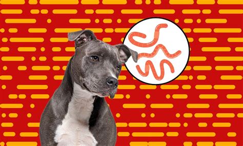A Comprehensive Guide To Hookworm In Dogs