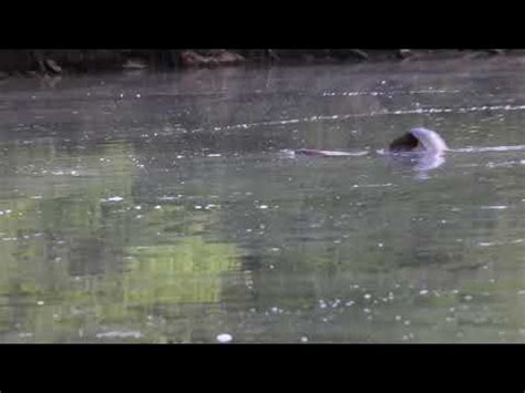 Beaver slapping tail, in alcove off Melton Lake Road - YouTube