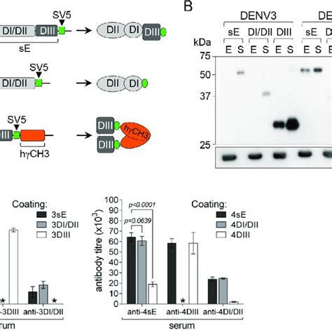 Denv Anti Diii Sera Do Not Cross React With Zikv Wnv And Yfv