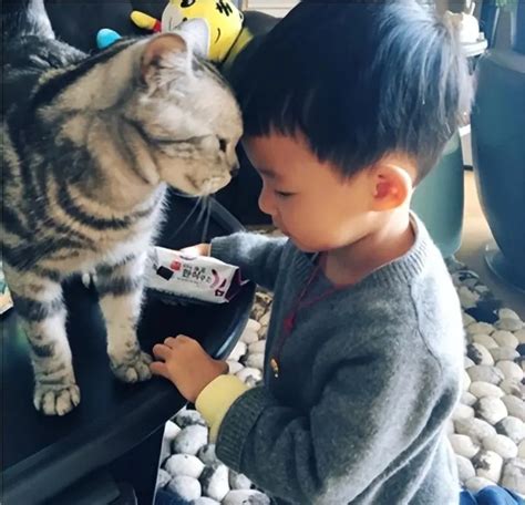 猫咪会突然过来蹭蹭你这是为什么呢 喵百科 上亦科技