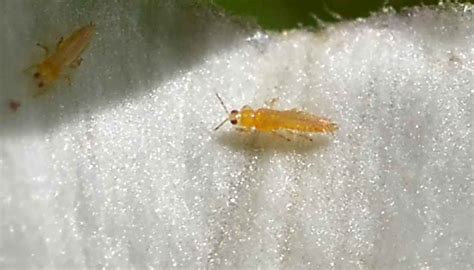 7 Tiny Yellow Bugs On Cars And How To Get Rid Of Them