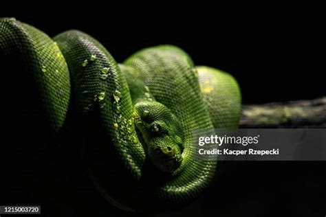 Python Water Photos And Premium High Res Pictures Getty Images