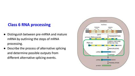 SOLUTION Class Rna Processing Canvas Studypool