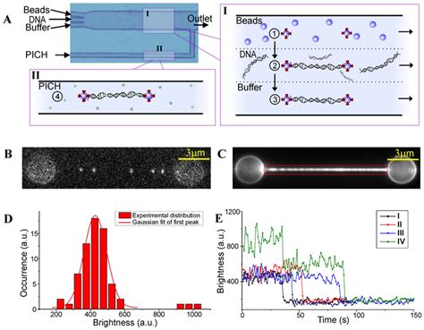 Single Molecule Analysis Download Scientific Diagram