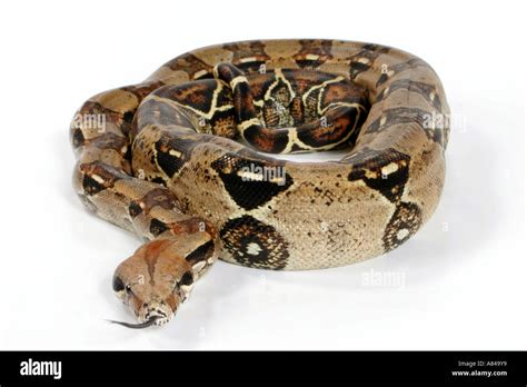 Ball Python Royal Python Python Regius Stock Photo Alamy