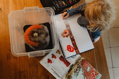 Pumpkin Lifecycle Experiment Forage Create Love