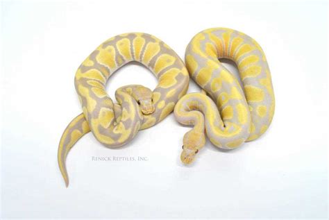 Candy Ball Python All You Need To Know About This Unique Morph