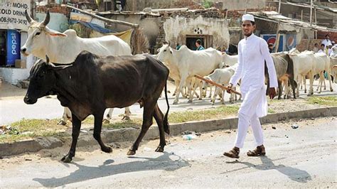 Ban On Cattle Slaughter Evokes Strong Reactions