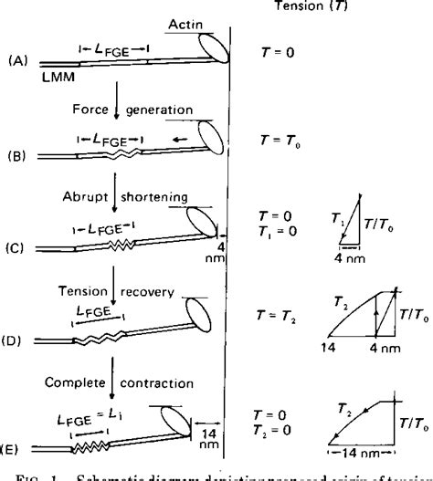 Figure 1 From On The Origin Of The Contractile Force In Skeletal Muscle