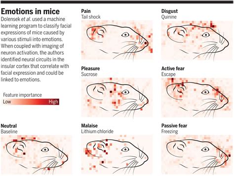 Of Mice Rats And Men Why We Became Human