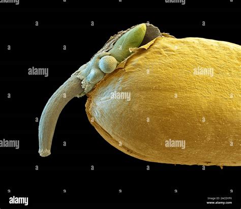 Germinating Wheat Grain Coloured Scanning Electron Micrograph Sem Of A Germinating Grain Of