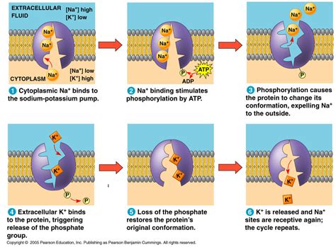 1 4 Membrane Transport Biology 2016