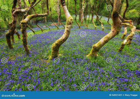 Trees In A Circle Stock Image Image Of Circle Trees