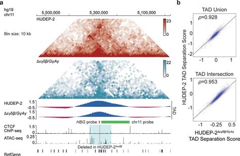 Hi C Analysis Showing Chromatin Structure Of The Extended β Globin Download Scientific Diagram
