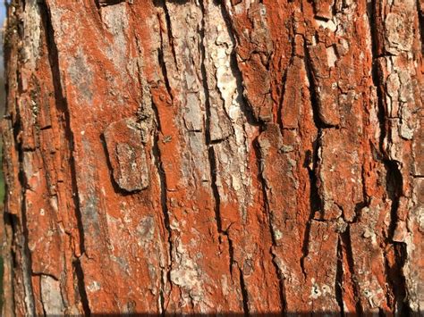 Red Tree Bark Texture Stock Photo Image Of Natural Rough